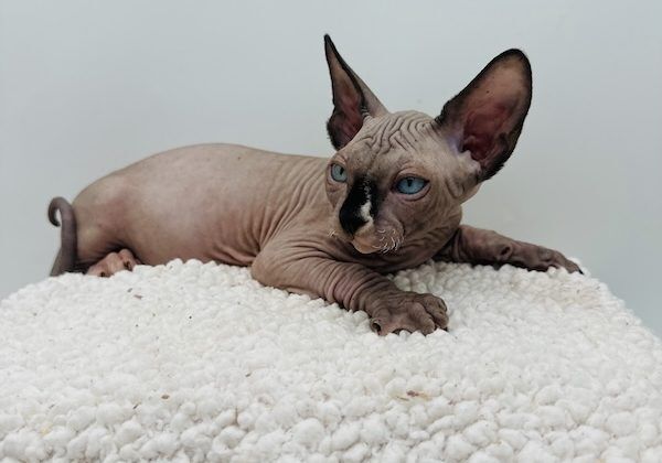 Available Sphynx Kittens — Apply or Join the Waitlist | Skin Goblins